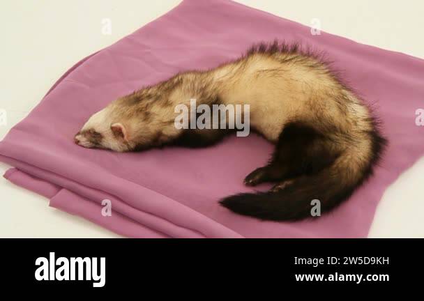 Ferret sleeping Stock Videos & Footage - HD and 4K Video Clips - Alamy
