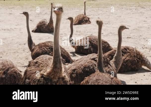 ostrich farm. group of big ostriches are sitting on the ground in the ...