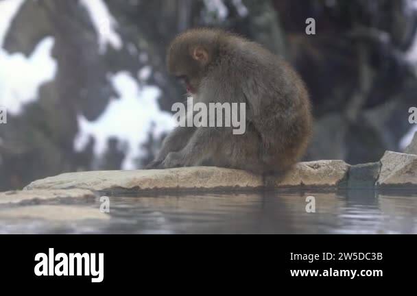 Slow motion of Snow monkey Japanese macaque of red face portrait in the ...