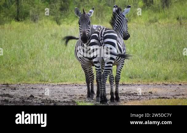 Mammal animals in the wild wildlife Stock Videos & Footage - HD and 4K ...