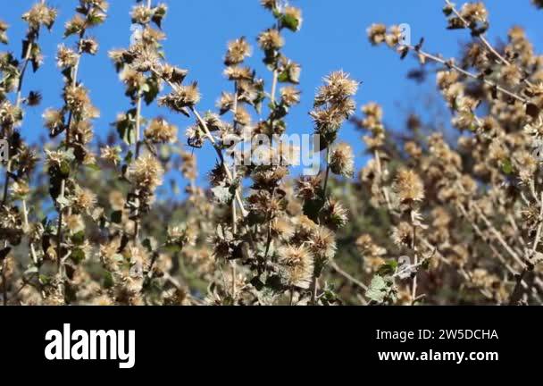 White mature pappus achene head fruit of California Brickellbush ...