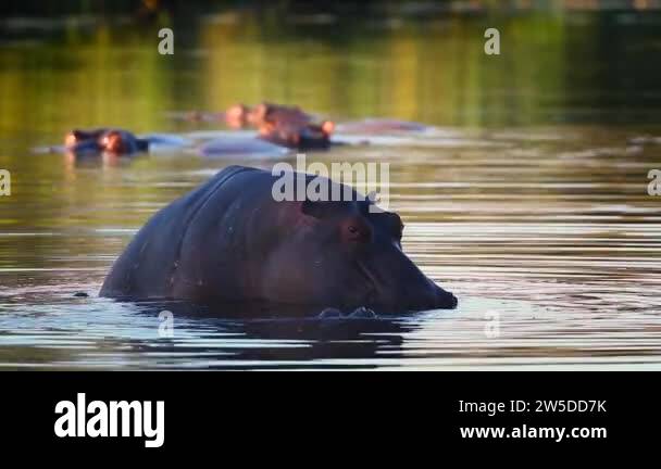Hippopotamus mating front view in lake at dawn in Kruger National park ...