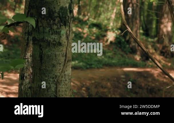 Running tree Stock Videos & Footage - HD and 4K Video Clips - Alamy