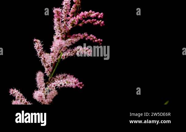 Tamarisk tree tamarix gallica Stock Videos & Footage - HD and 4K Video ...