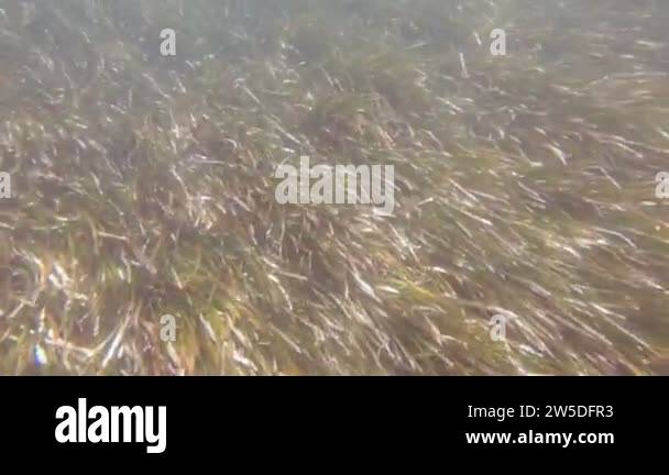 Algae light Stock Videos & Footage - HD and 4K Video Clips - Alamy