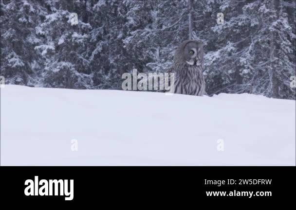 Bird of prey Great Grey Owl (Strix nebulosa) standing on a thick snow ...