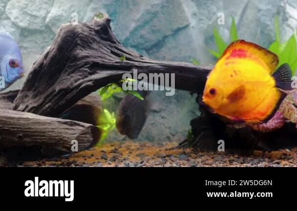 Close up view of discus fish swimming in planted aquarium. Tropical ...