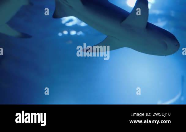 Group of sharks from below. Underwater marine life with grey sharks and ...