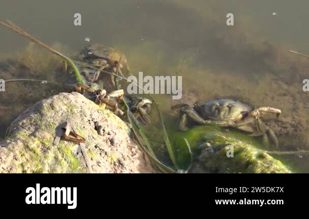 Crab in muddy turbid water.Crabs animal sea pincers natural habitat ...