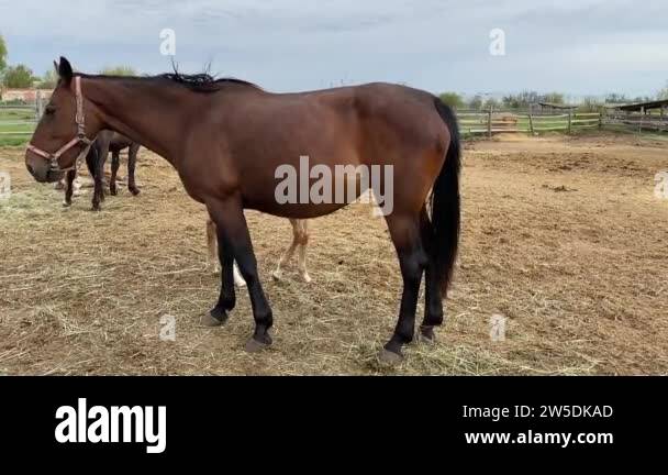 Stallion mare foal behind Stock Videos & Footage - HD and 4K Video ...
