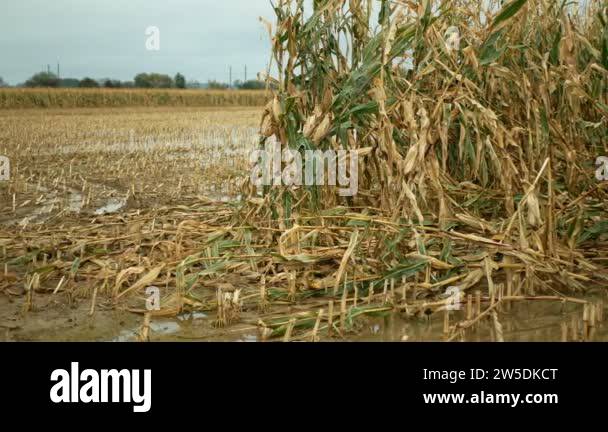 Flood corn mold blight maize yellow ears plants field damaged flooded ...