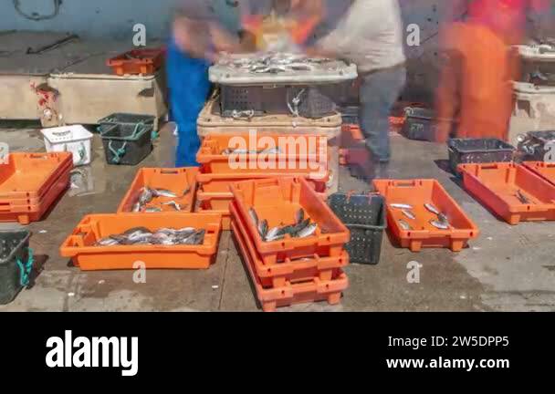 Fish sorting trays Stock Videos & Footage - HD and 4K Video Clips - Alamy