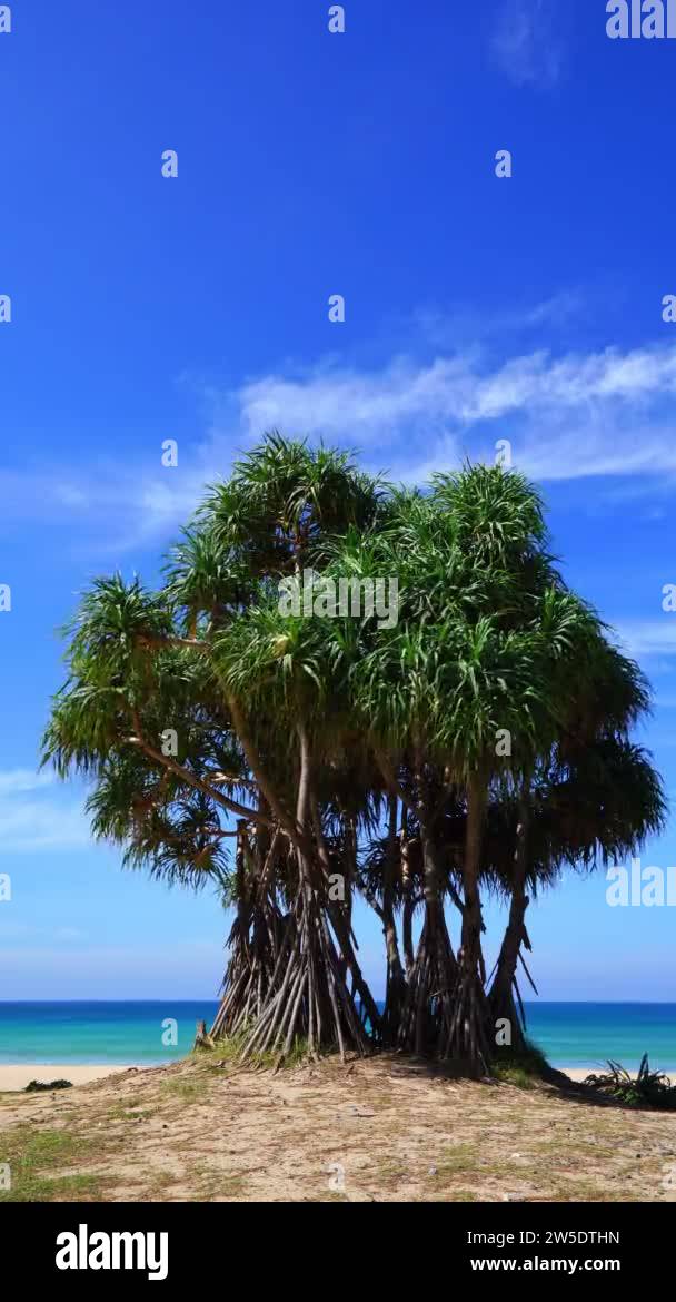 Travel destination trees vertical Stock Videos & Footage - HD and 4K ...
