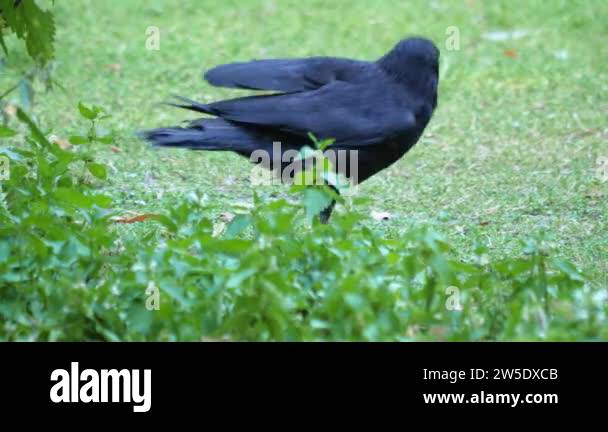 One legged crow Stock Videos & Footage - HD and 4K Video Clips - Alamy