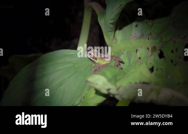 Tropical tree frog malaysia Stock Videos & Footage - HD and 4K Video ...