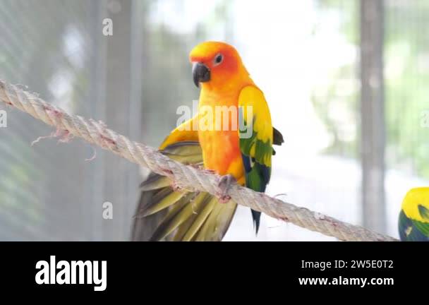 Rope wing Stock Videos & Footage - HD and 4K Video Clips - Alamy