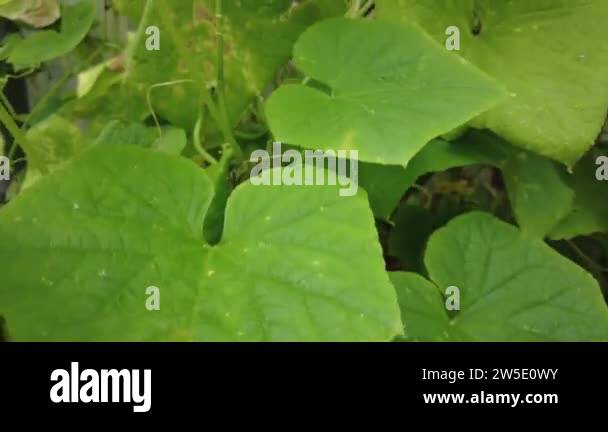 Gherkin crop Stock Videos & Footage - HD and 4K Video Clips - Alamy