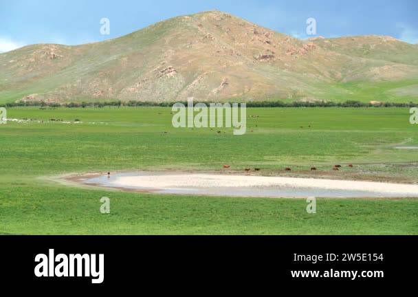 Mongolia agriculture Stock Videos & Footage - HD and 4K Video Clips - Alamy