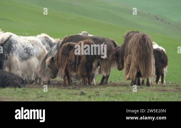 Herd of yak flock in Asian Meadow. domestic yak bovid bos grunniens ...