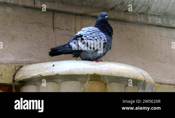 Pigeon in europe Stock Videos & Footage - HD and 4K Video Clips - Alamy