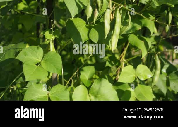 Green kidney bean growing on farm in HD VIDEO.Bush with bunch of podsof ...