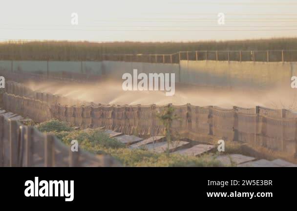 Watering process on a snail farm. Irrigation of snails with water on ...