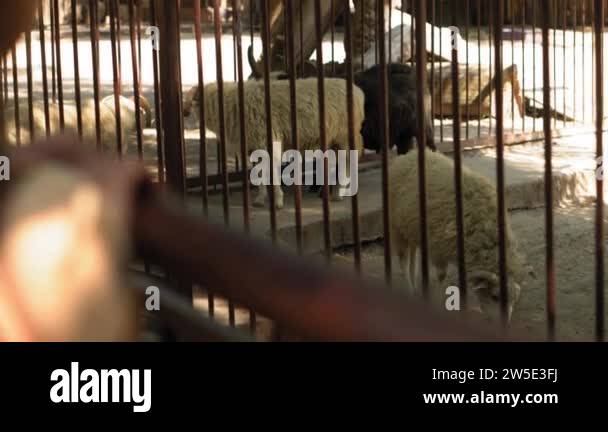 Sheep and rams with horns behind bars in Large Aviary Cage. Children ...