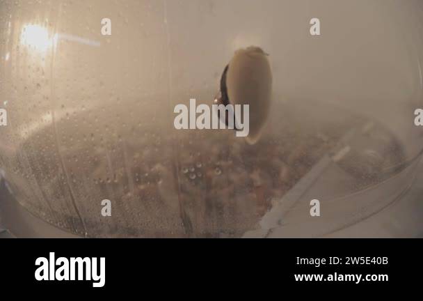 Extraction of mucin from snails. The modern method of snail extraction ...