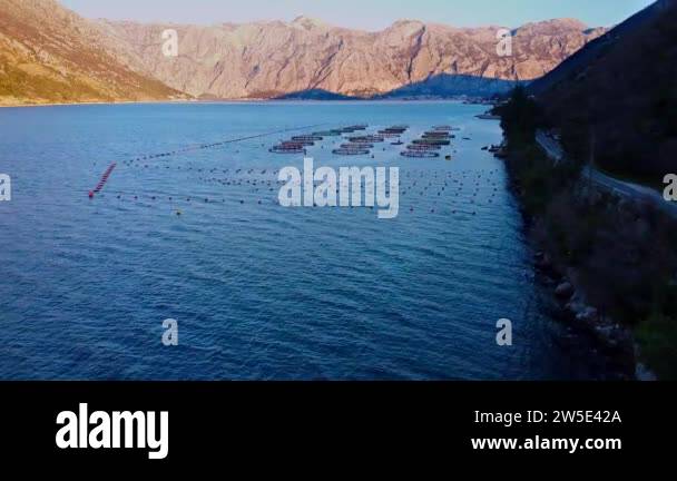 Drone slowly flies up to mussel farm on floating rafts, which are ...