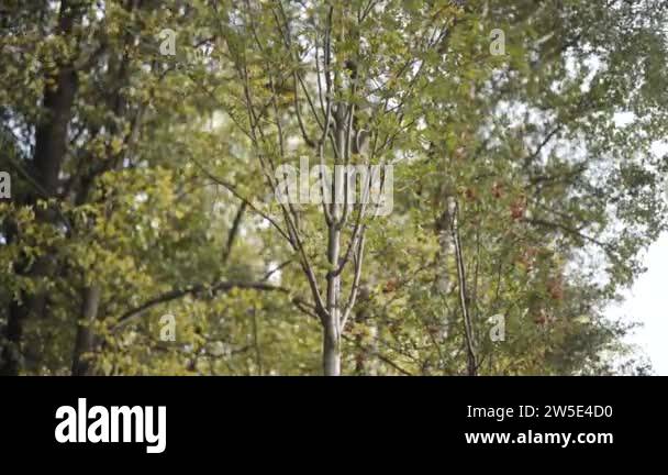Ash saplings Stock Videos & Footage - HD and 4K Video Clips - Alamy