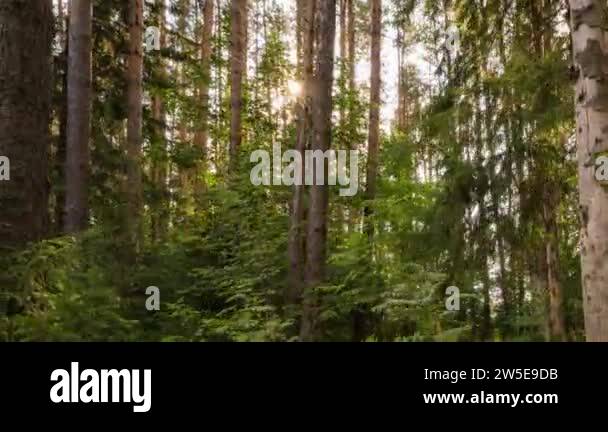 Green Forest. Pine Trees Fairy Forest. Trees pattern. Camera movement ...