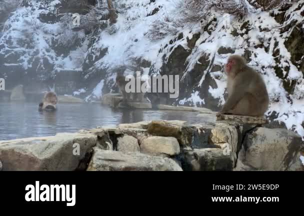 Japanese snow monkey enjoys an outdoor bathe and relaxing in onsen hot ...