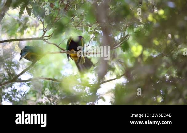 Ptilinopus magnificus Stock Videos & Footage - HD and 4K Video Clips ...