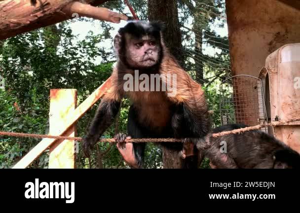 Worried monkey Stock Videos & Footage - HD and 4K Video Clips - Alamy