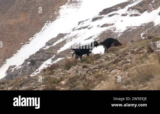 A Few Black Goat Grazing on Mountain Slope in Winter.The domestic goat ...