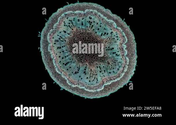 eucalyptus annual stem - cross section cut under the microscope ...