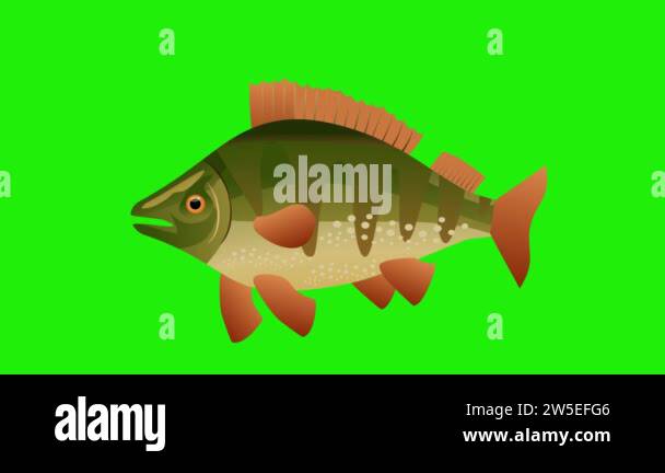 Green screen fish animation Stock Videos & Footage - HD and 4K Video ...