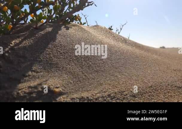 Sandstrom Wind Erosion Moves Sand Grains.Geomorphological force semi ...