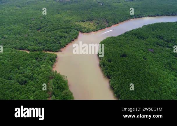 Aerial view Beautiful greenery mangrove forest with mountains peak ...