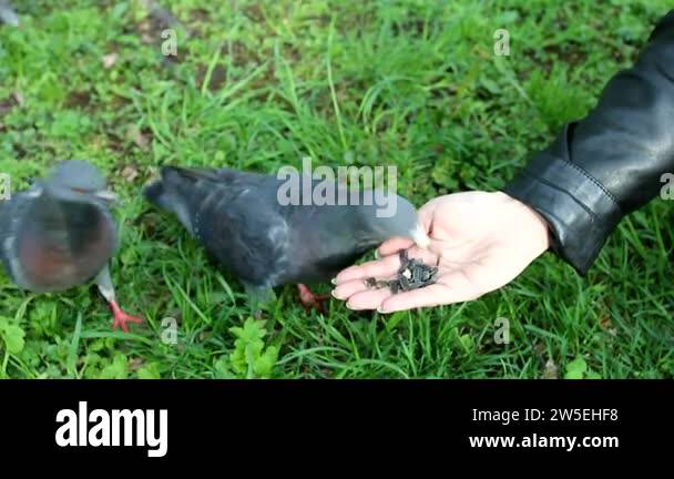 Feeding dove from hand Stock Videos & Footage - HD and 4K Video Clips ...