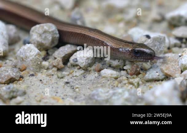 slow worm (Anguis fragilis) is a reptile native to western Eurasia. It ...