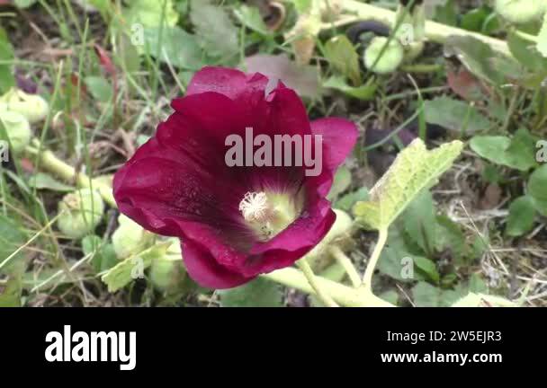 Sand wasp, or burrowing wasp, or crabronids (Crabronidae). A feature of ...