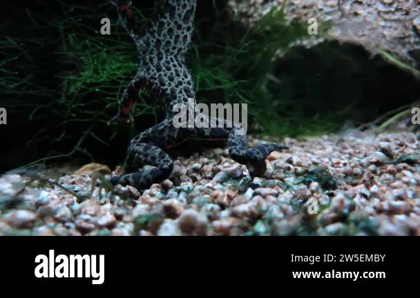One frog Stock Videos & Footage - HD and 4K Video Clips - Alamy