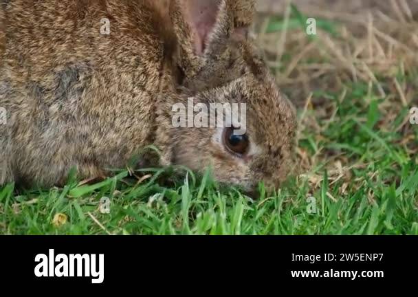 Mammals breeds Stock Videos & Footage - HD and 4K Video Clips - Alamy