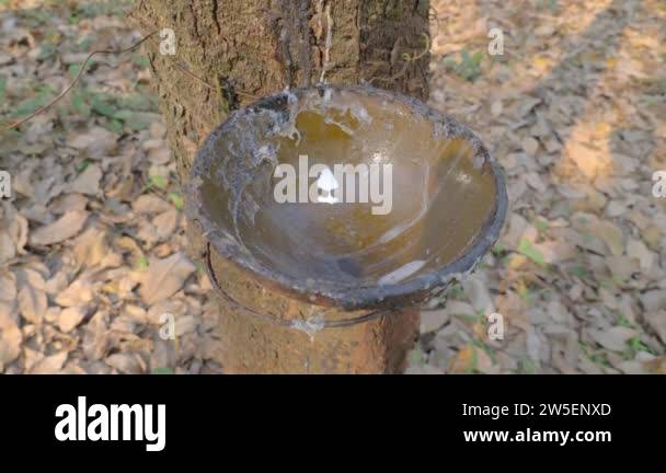 latex is dropping in a plastic cup hanging from a tapped rubber tree in ...