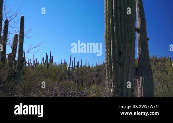 Snow pole cactus Stock Videos & Footage - HD and 4K Video Clips - Alamy