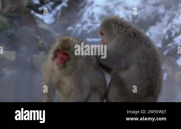 The famous snow monkeys grooming in a natural hot spring of snowy ...