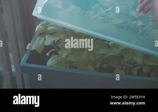 Greenhouse basil production Stock Videos & Footage - HD and 4K Video ...