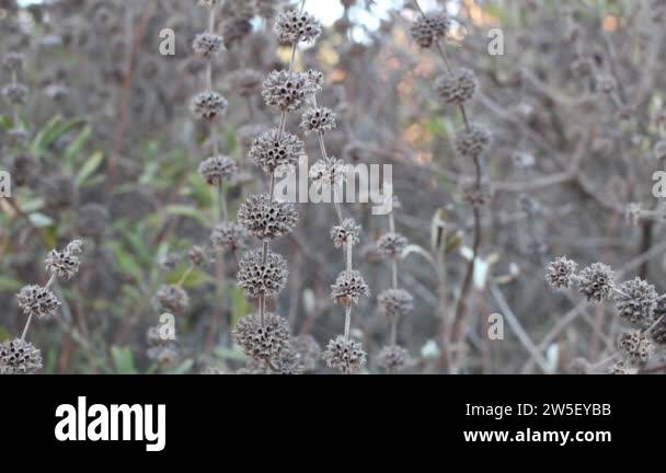 Fruit housing Stock Videos & Footage - HD and 4K Video Clips - Alamy