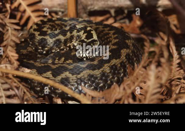A beautiful Adder (Vipera berus) snake just out of Hibernation basking ...